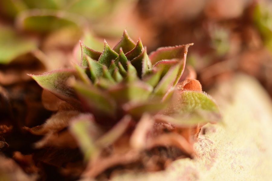 Focus stacking online - free online focus stacking software