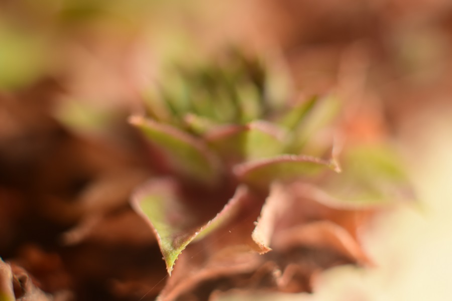 Focus stacking online - free online focus stacking software