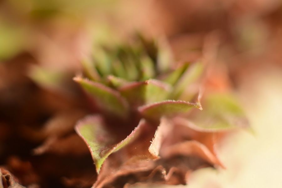 Focus stacking online - free online focus stacking software