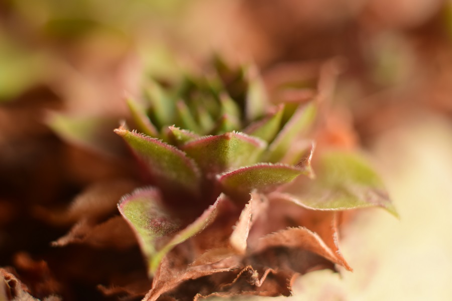 Focus stacking online - free online focus stacking software